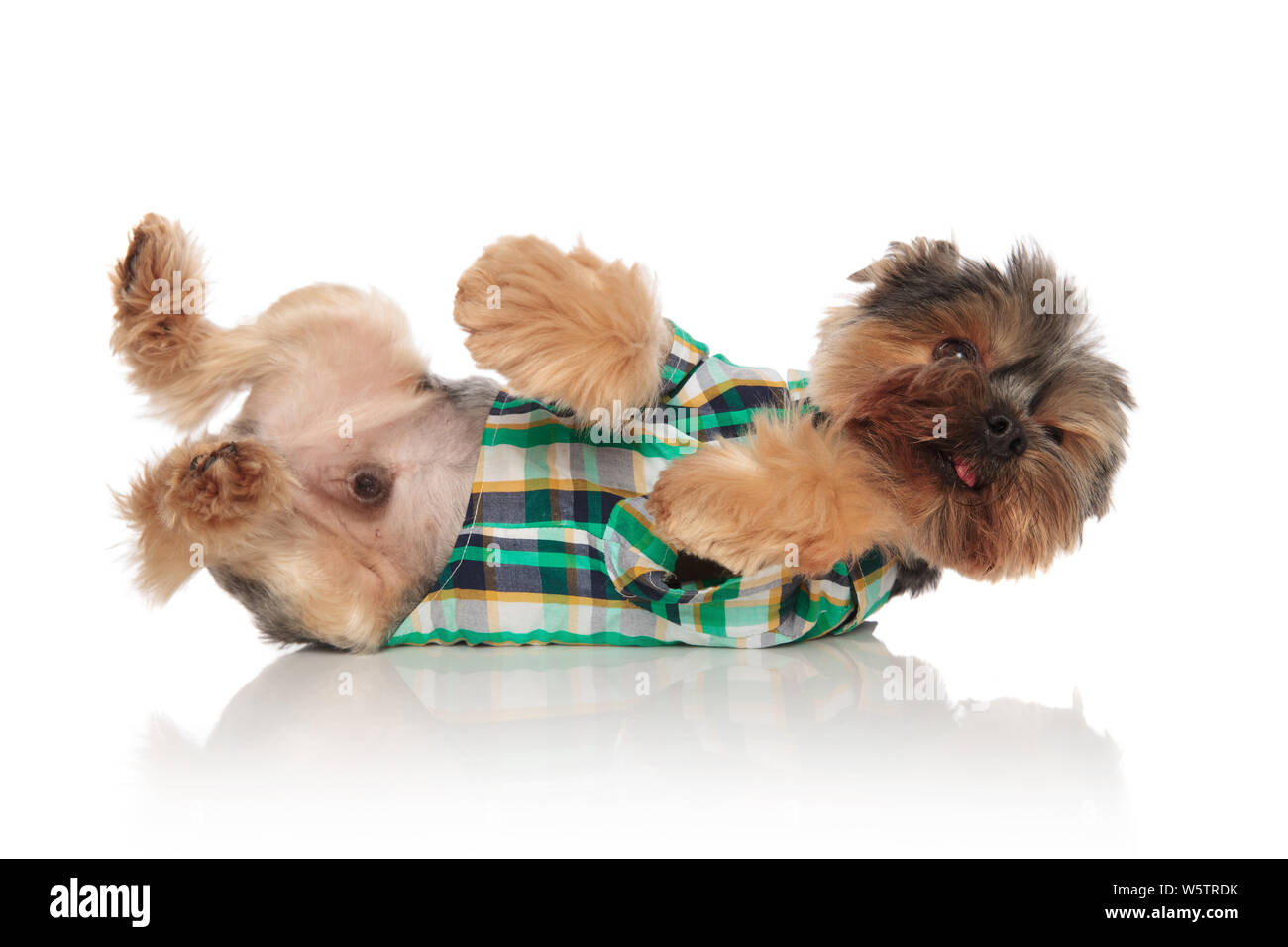 side view of adorable yorkie wearing elegant colored costume playing ...