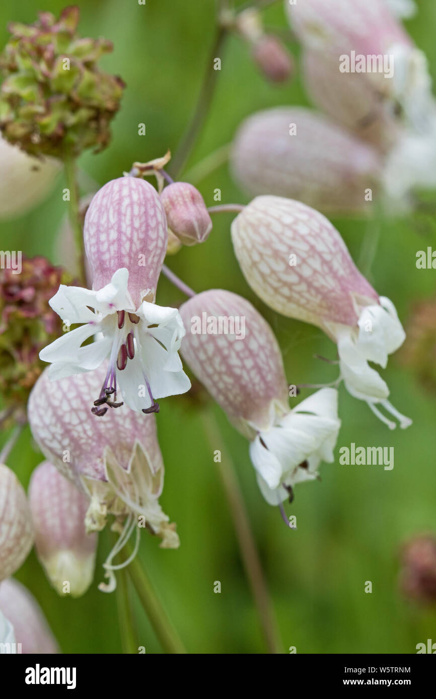 Bladder Campion (Silene vulgaris) in a Surrey nature reserve Stock ...