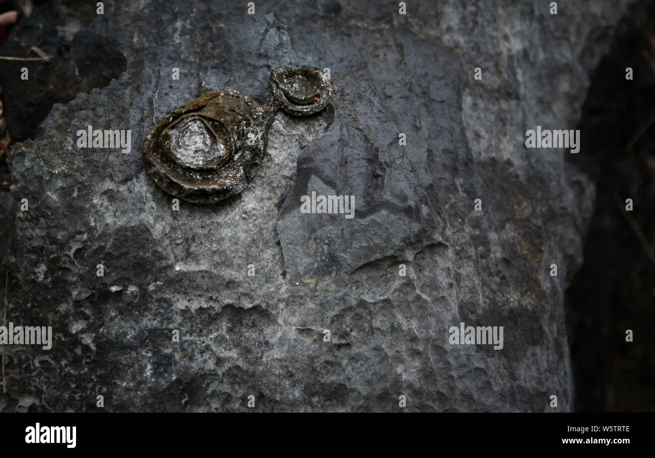 The "stone flowers", which are chert nodules, blossom at the Changshou ...