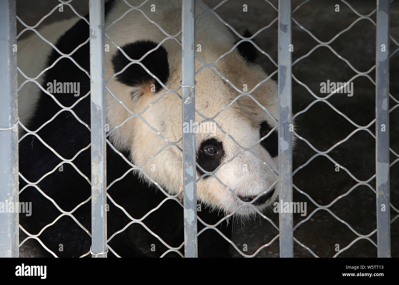 Senior giant panda Gao Gao, who finished his 15 years of sojourn at the ...