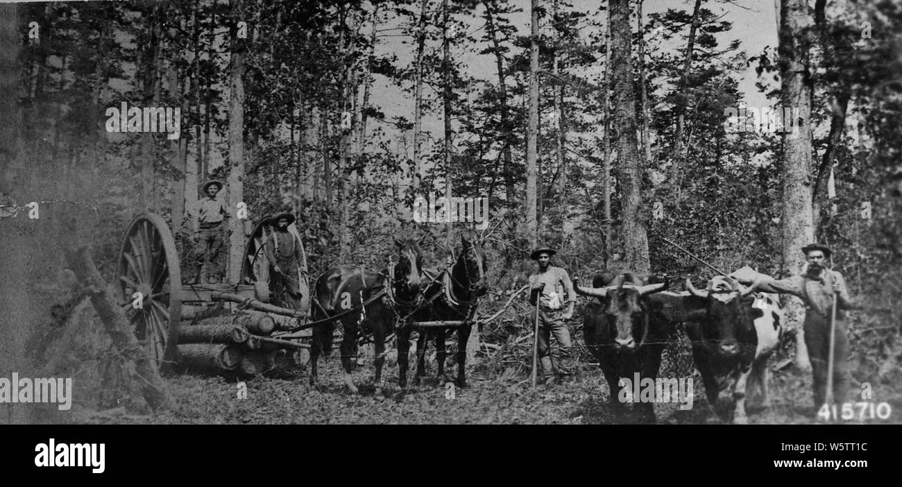 Photograph of Logging Scene; Scope and content: Original caption ...