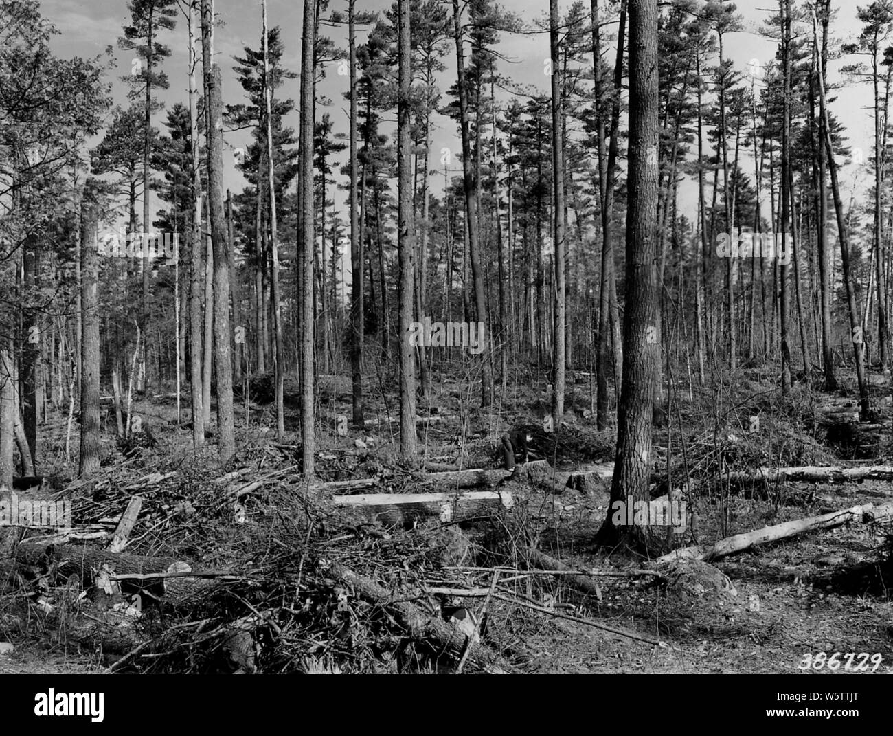 Photograph of Mature White Pine Stand; Scope and content: Original ...