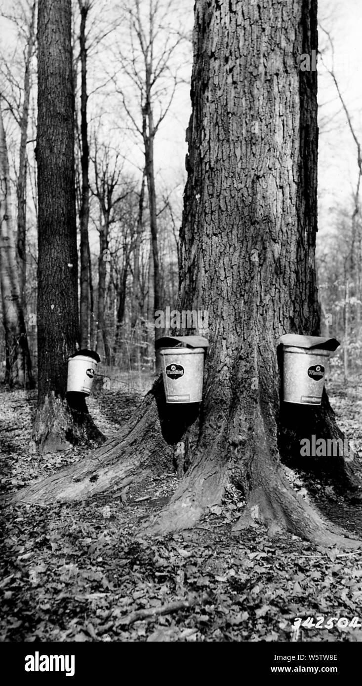 Photograph of Modern Equipment for Maple Sap Production; Scope and ...