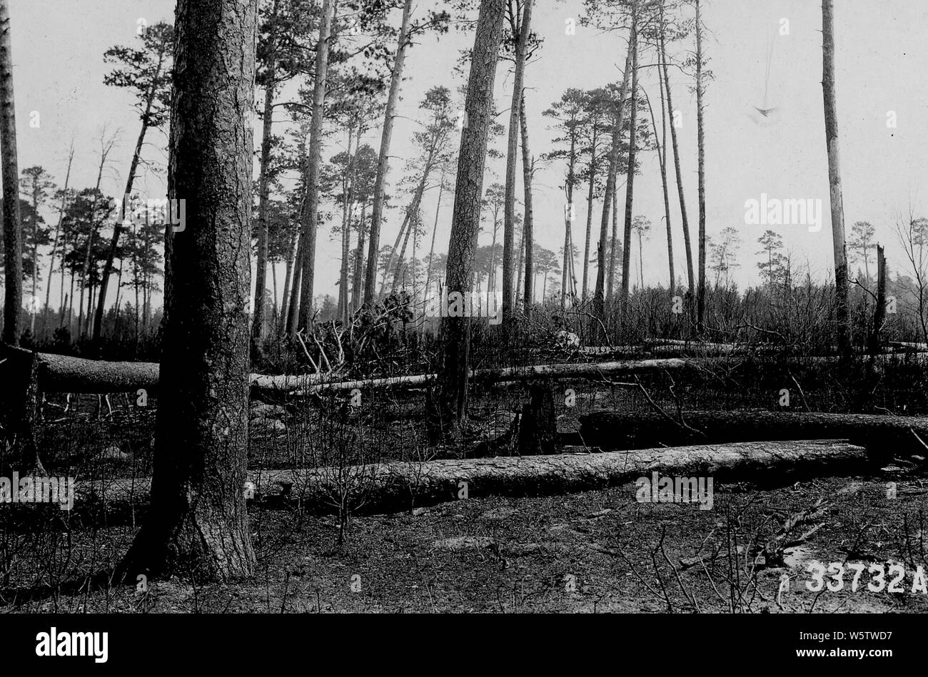 Photograph of Moss Lake Fire Area Burned and Blown Down Norway Pine ...