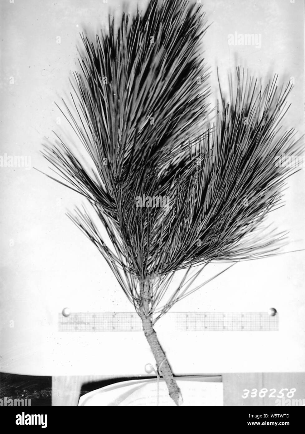 Photograph of Needles of the Norway Pine; Scope and content: Original ...
