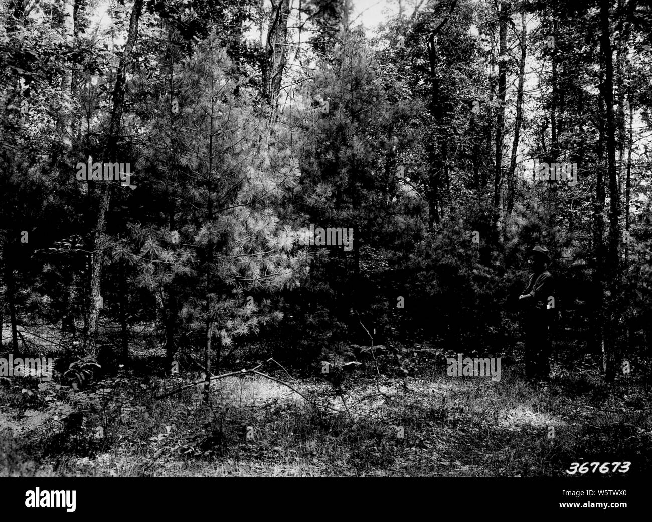 Photograph of Natural White Pine Reproduction Under Overstory of Red ...