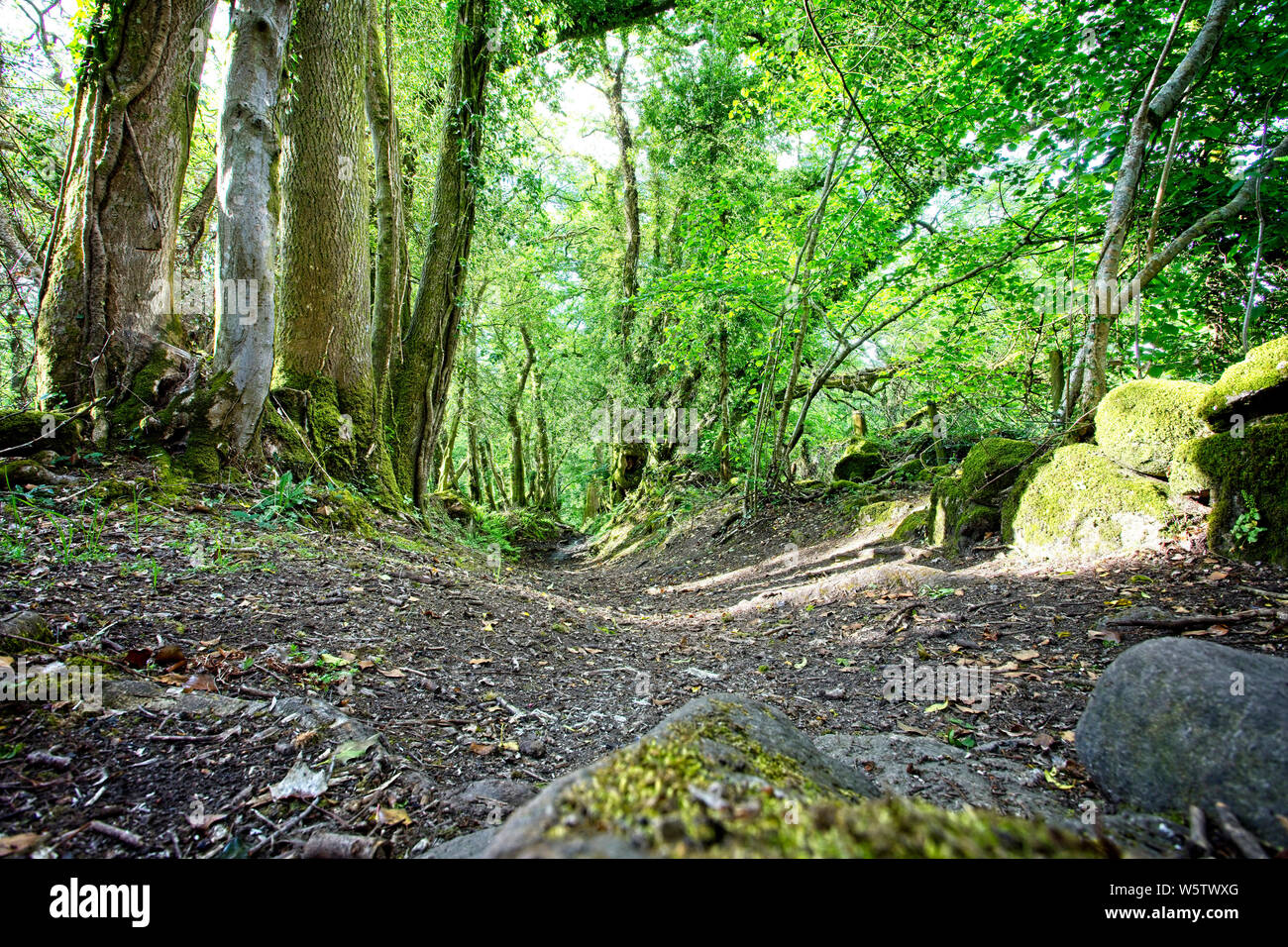 An ancient track in woodland, near Manaton, Dartmoor National Park ...