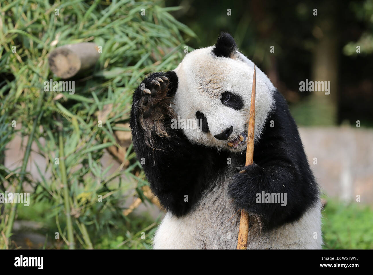 Senior giant panda Gao Gao, who finished his 15 years of sojourn at the ...