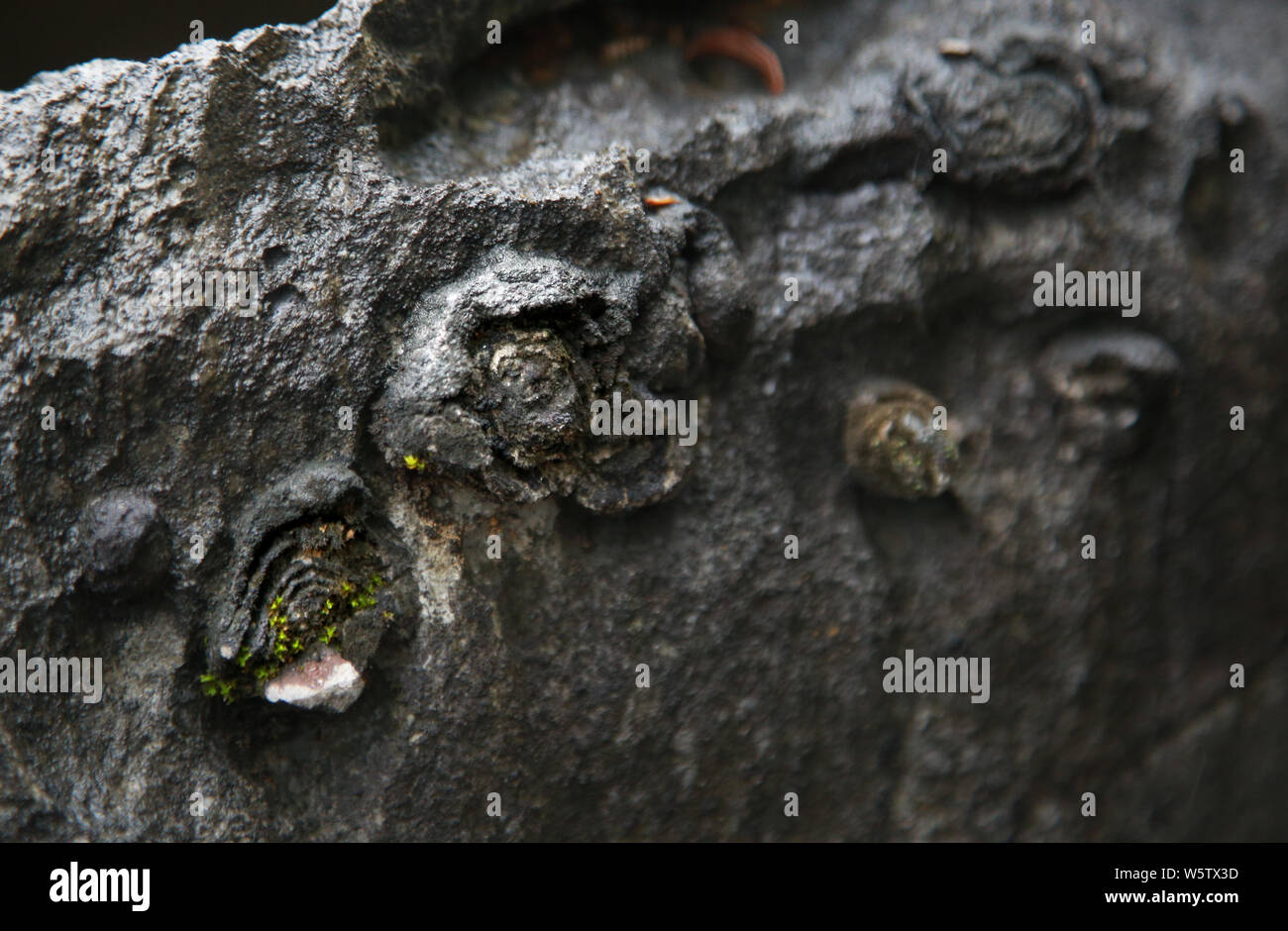 The "stone flowers", which are chert nodules, blossom at the Changshou ...