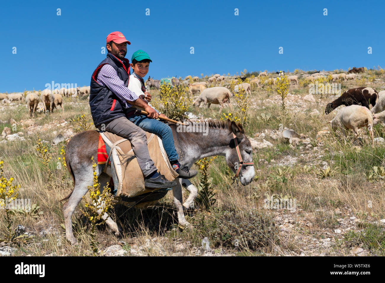 Eskisehir/Turkey-June 30 2019: Father and son shepherds riding donkey ...