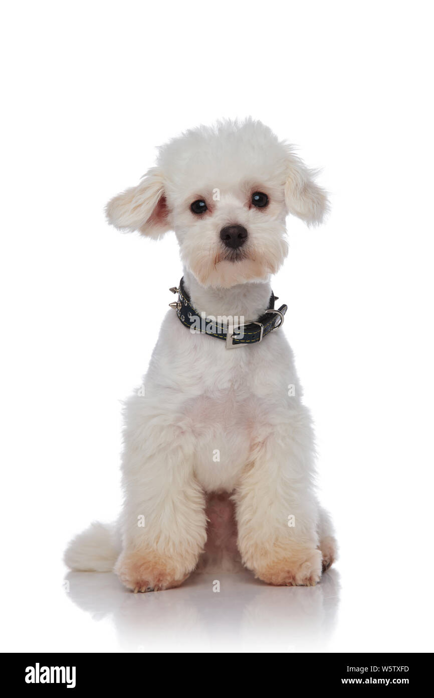 adorable fluffy bichon with spiked black collar sitting on white ...
