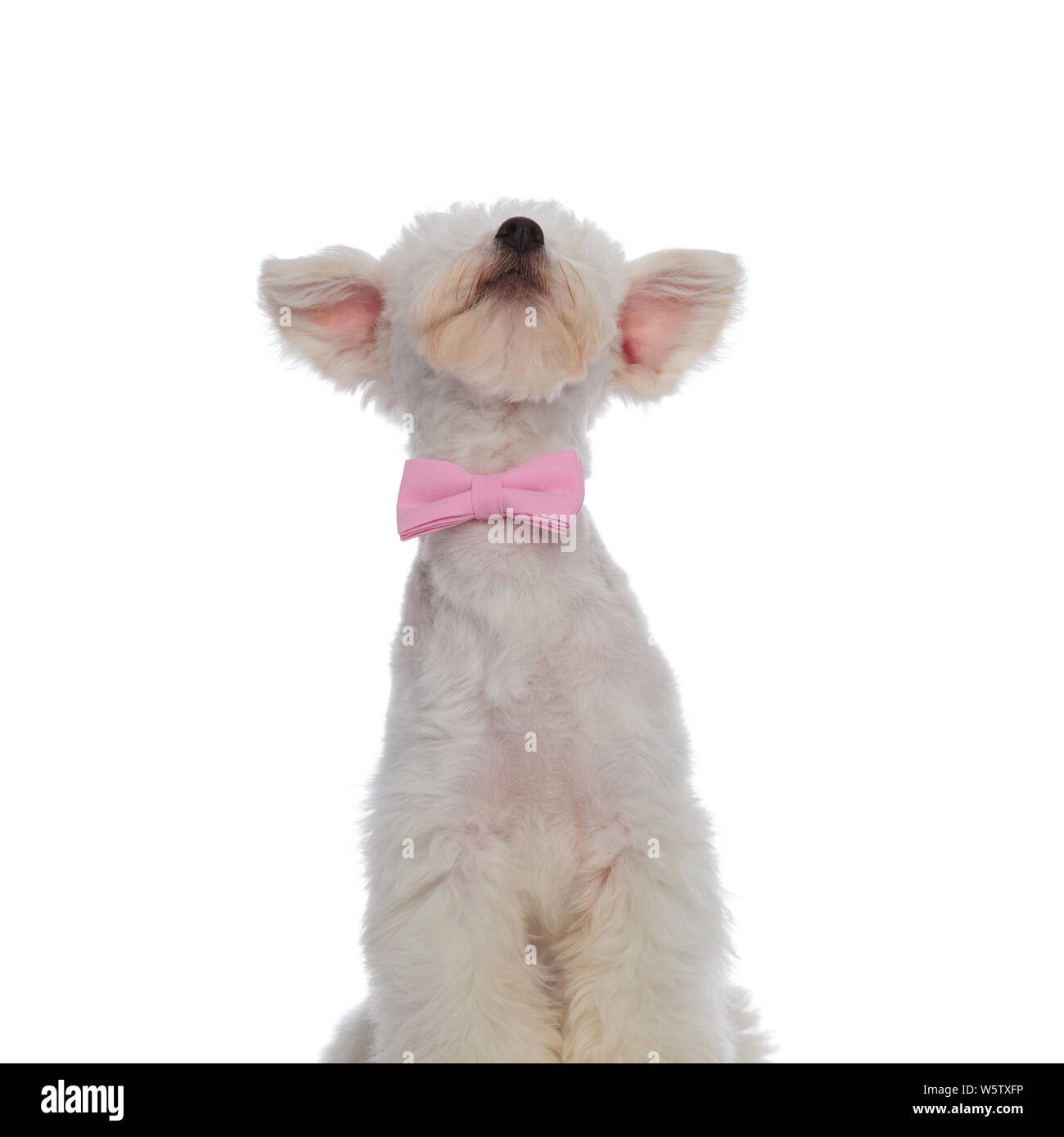 funny seated bichon wearing pink bowtie looks up on white background ...