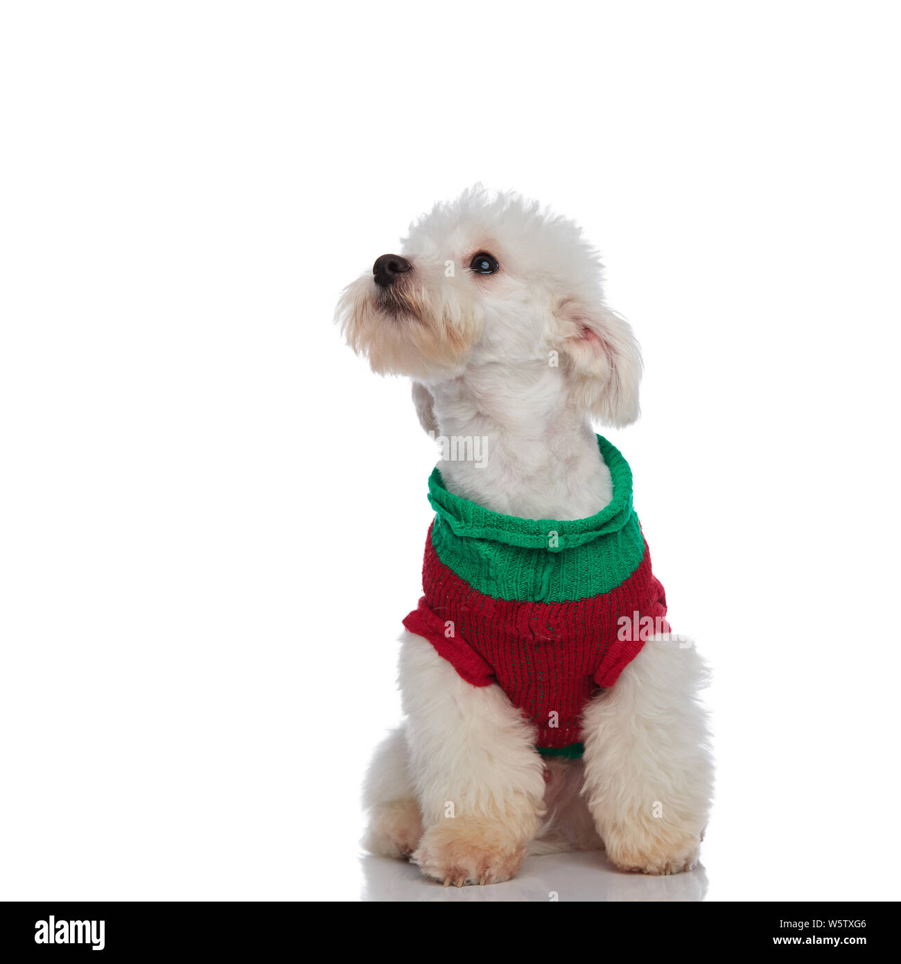 cute seated bichon wearing a green and red sweater looks up to side on ...