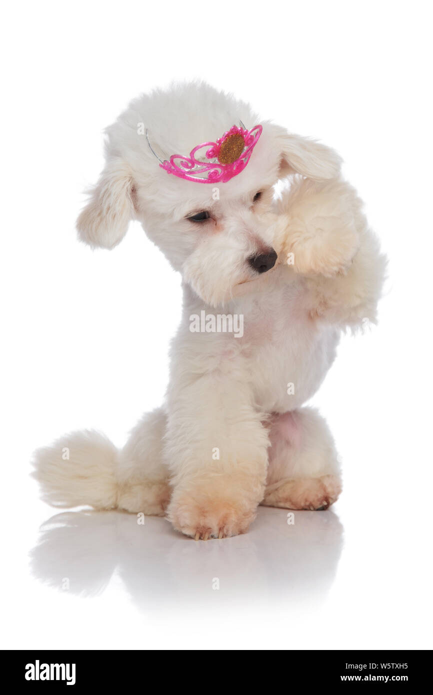 adorable bichon princess looking under its paw while sitting on white ...