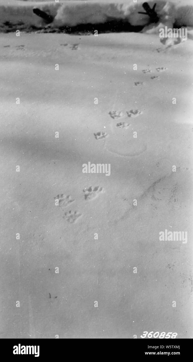 Photograph of Otter Tracks; Scope and content: Original caption: Otter ...