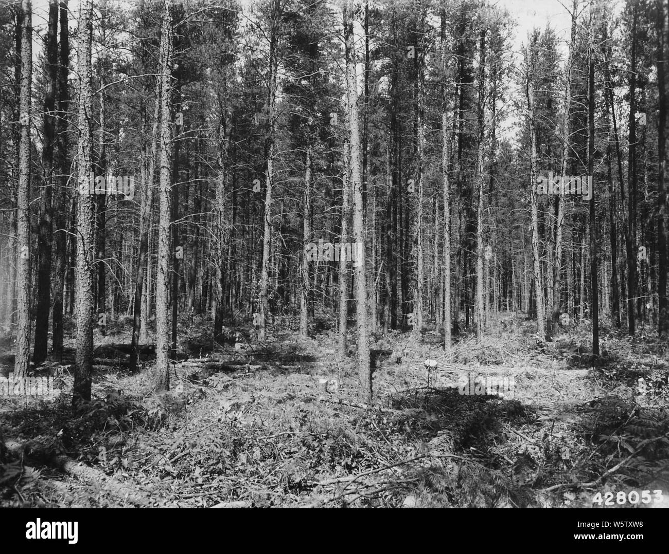 Photograph of Partial Cut in Pure Jack Pine Stand; Scope and content ...