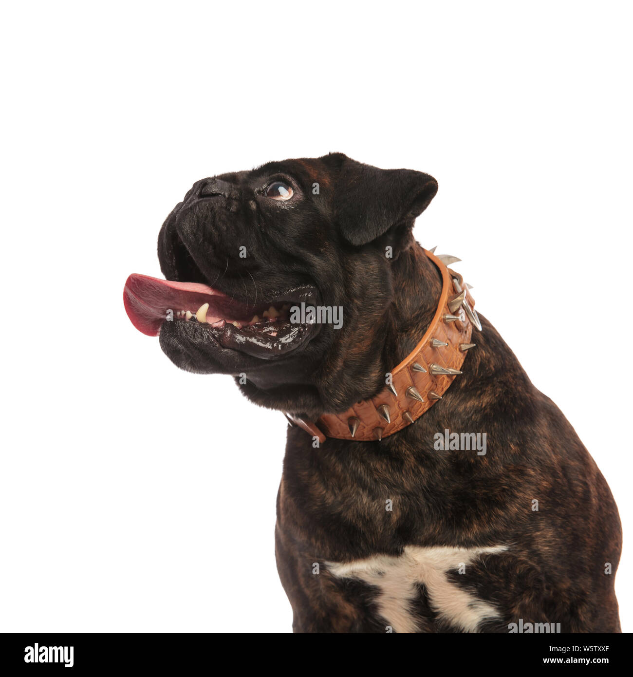 close up of terrified boxer looking up to side while standing on white ...