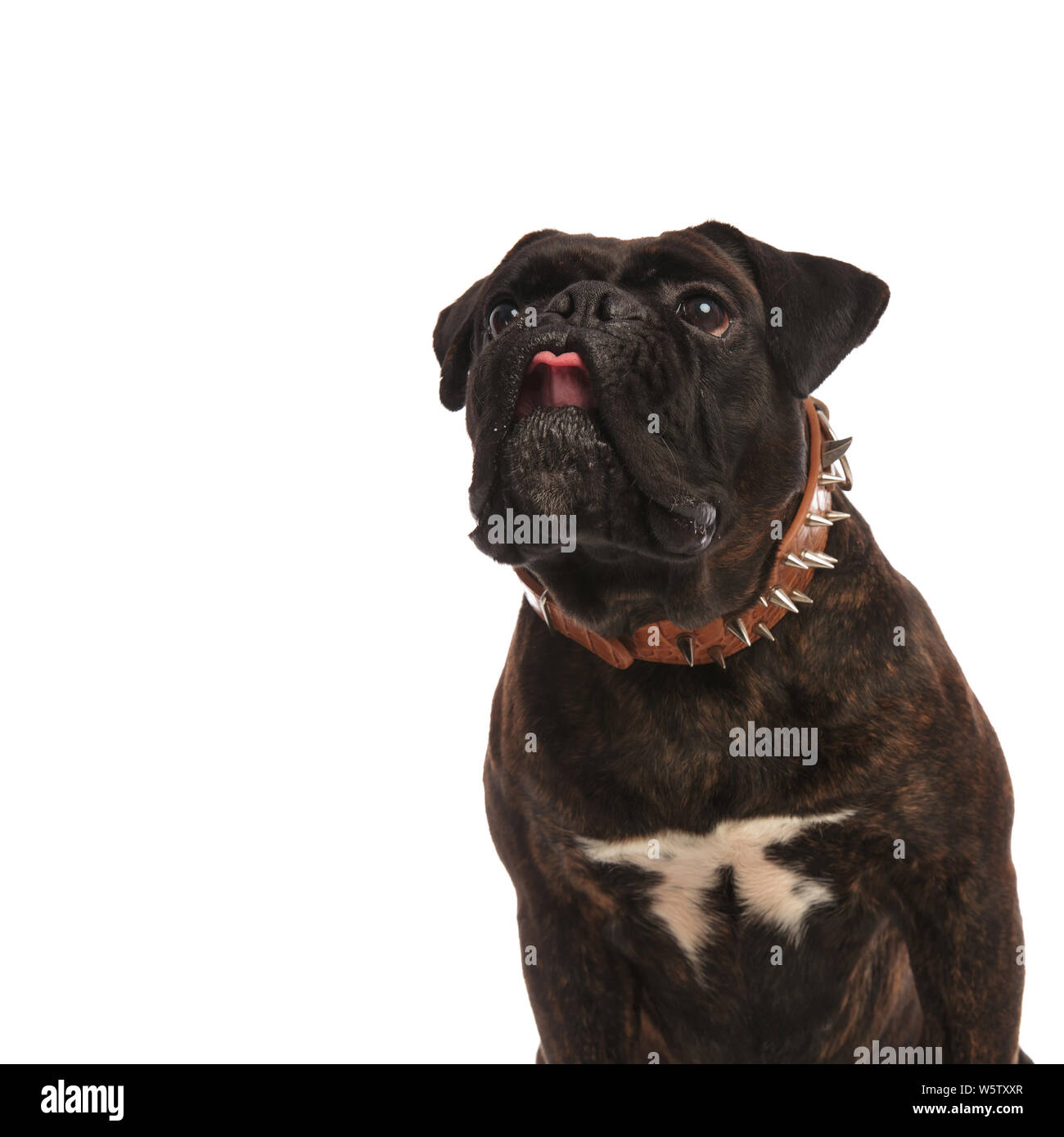 close up of adorable black boxer looking up to side while sitting on ...