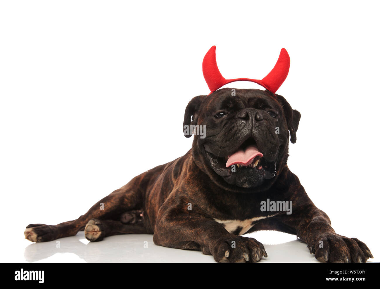cute devil black boxer wakes up while lying on white background with ...