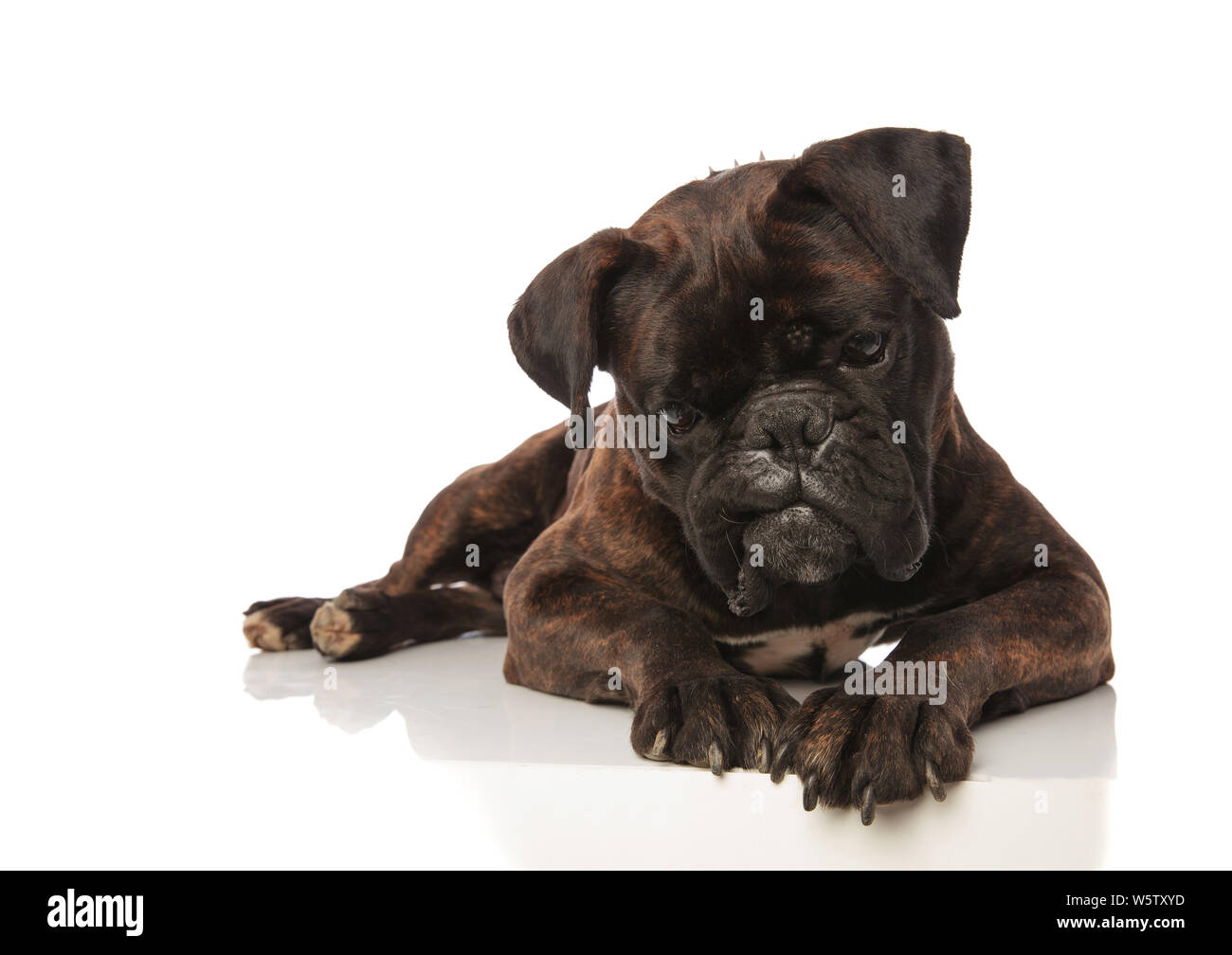 curious black boxer looks down while lying on white background Stock ...