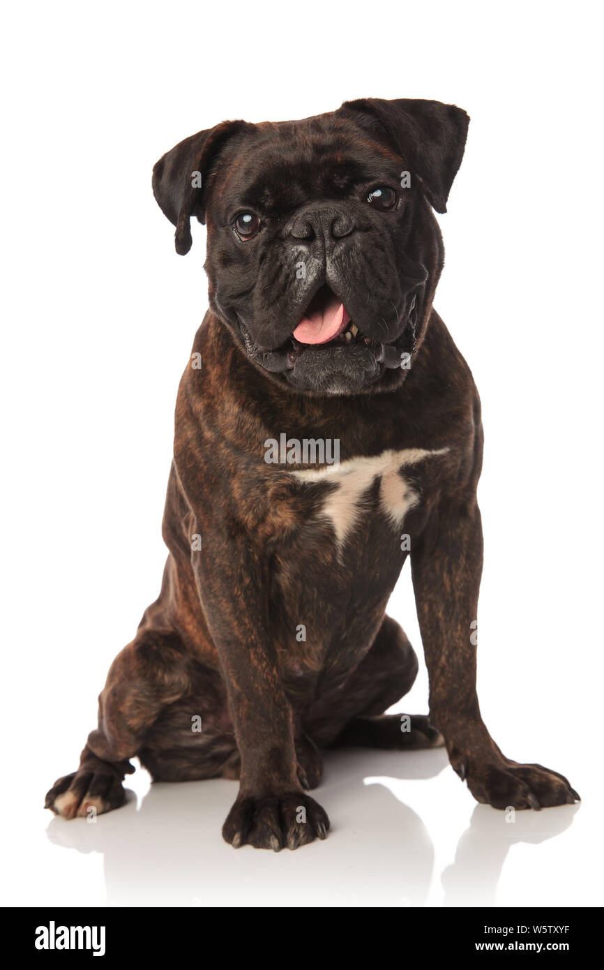 funny black boxer sitting on white background with mouth open Stock ...