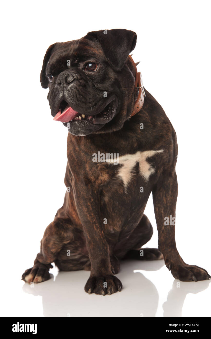 curious boxer panting and looking down to side while sitting on white ...