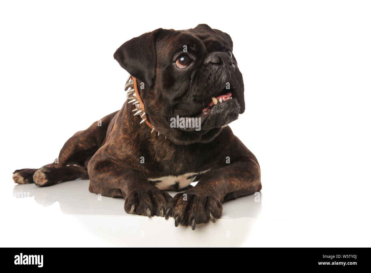 scared black boxer lying looks up to side while lying on white ...