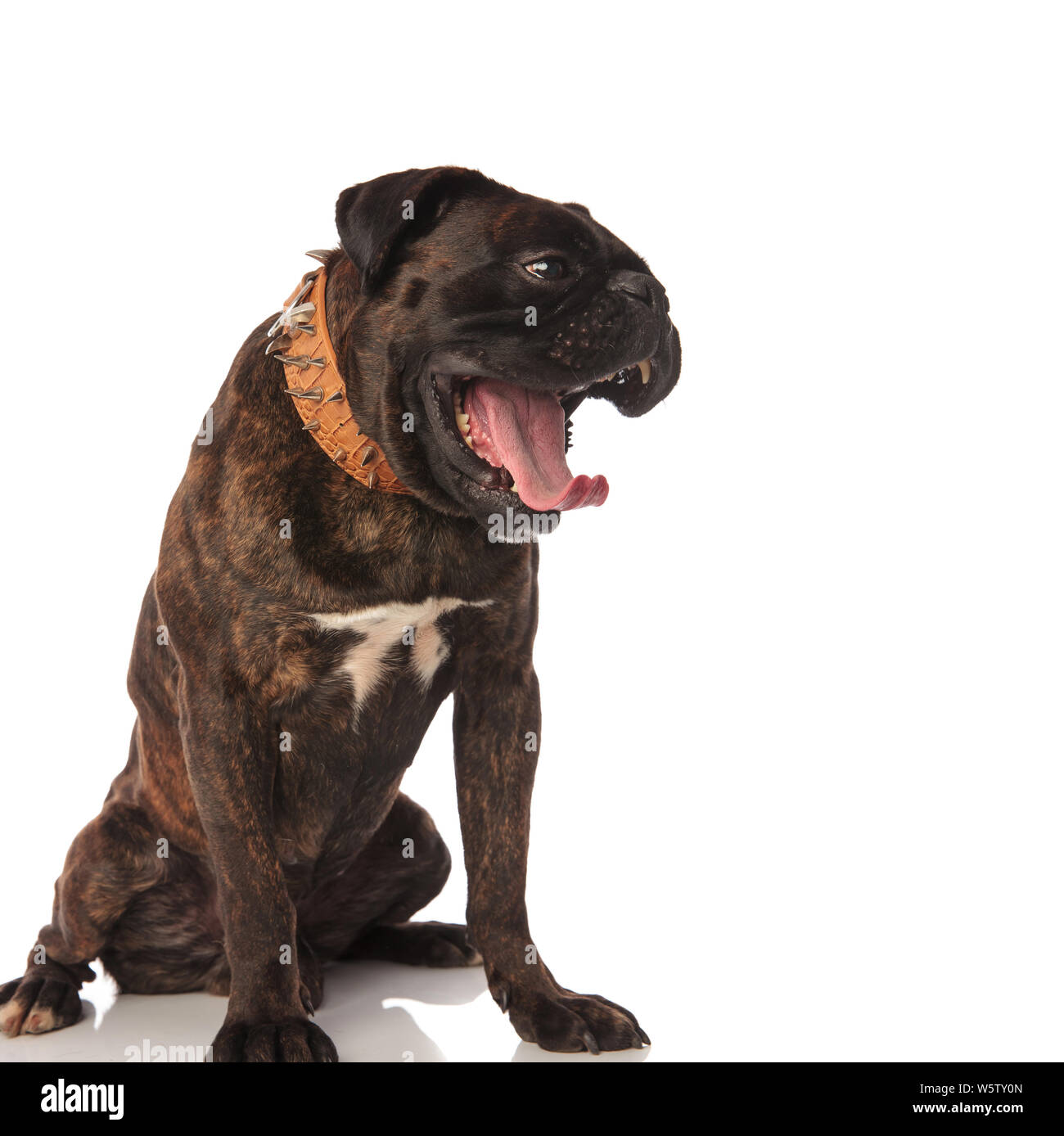 Tired boxer hi-res stock photography and images - Alamy