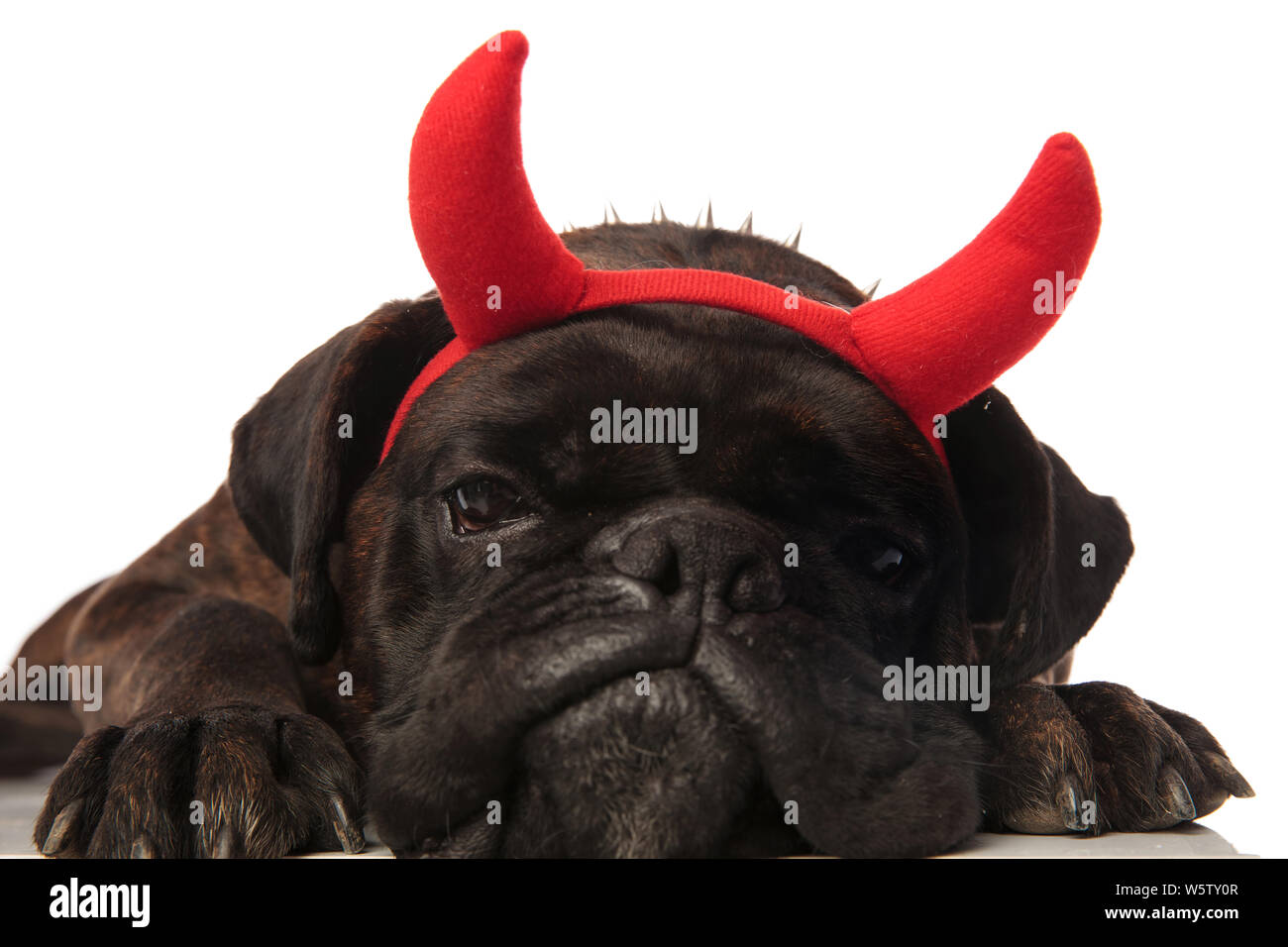 close up of sad boxer with devil horns lying on white background ...