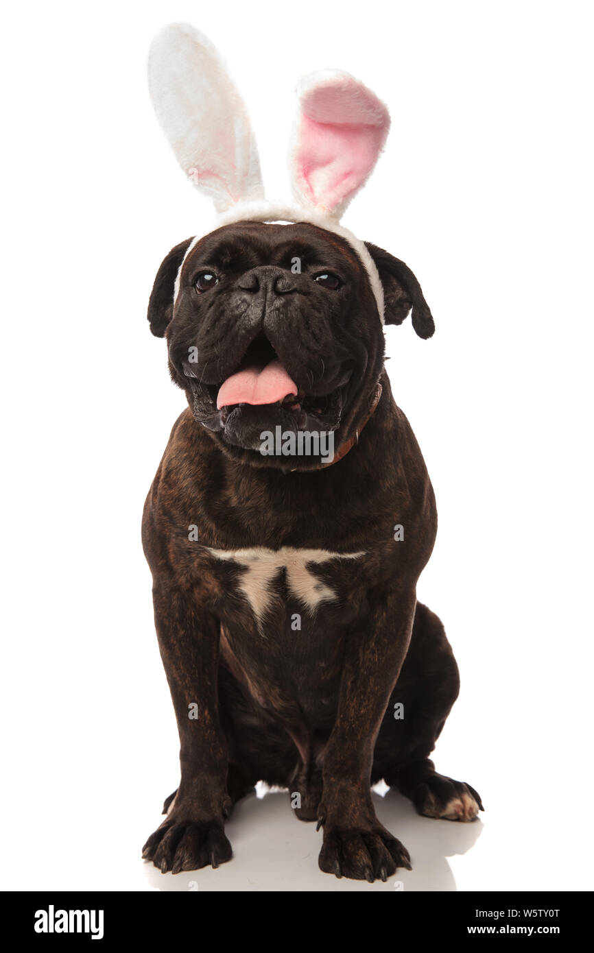 adorable seated boxer panting wants to be the easter bunny. It wears a ...