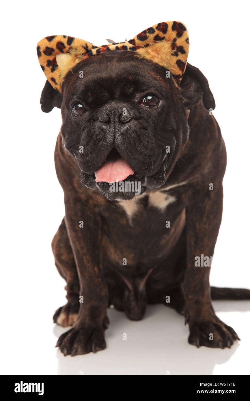 cute panting black boxer wears leopard ears headband for Halloween ...