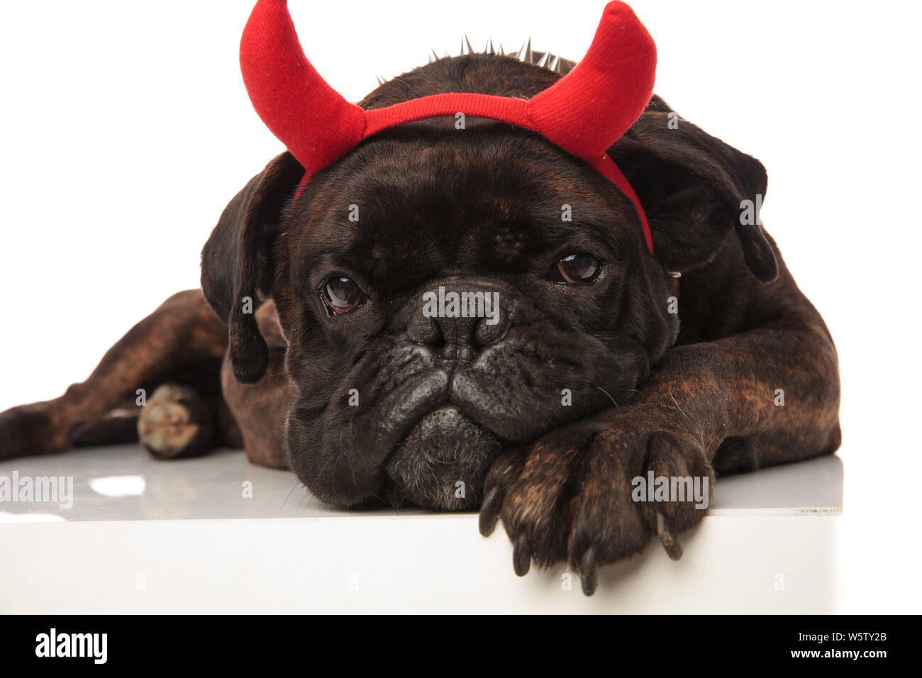 Satan black dog hi-res stock photography and images - Alamy