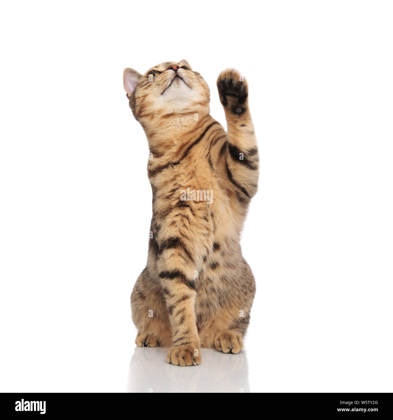adorable british fold cat looking up and raising a paw while sitting on ...