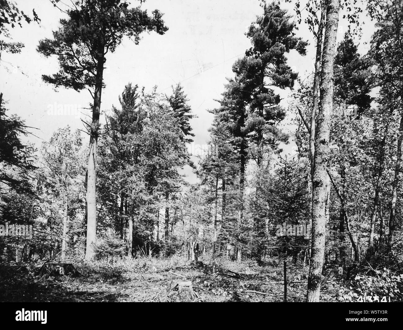 Photograph of Partial Cutting in Virgin White Pine; Scope and content ...