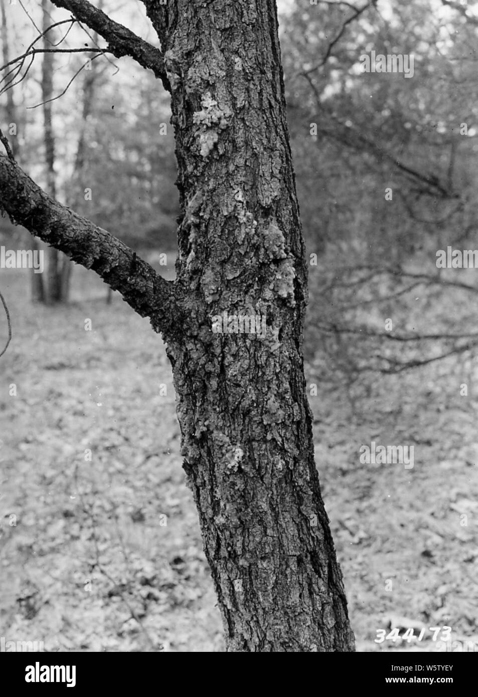 Rust Gall Black and White Stock Photos & Images - Alamy