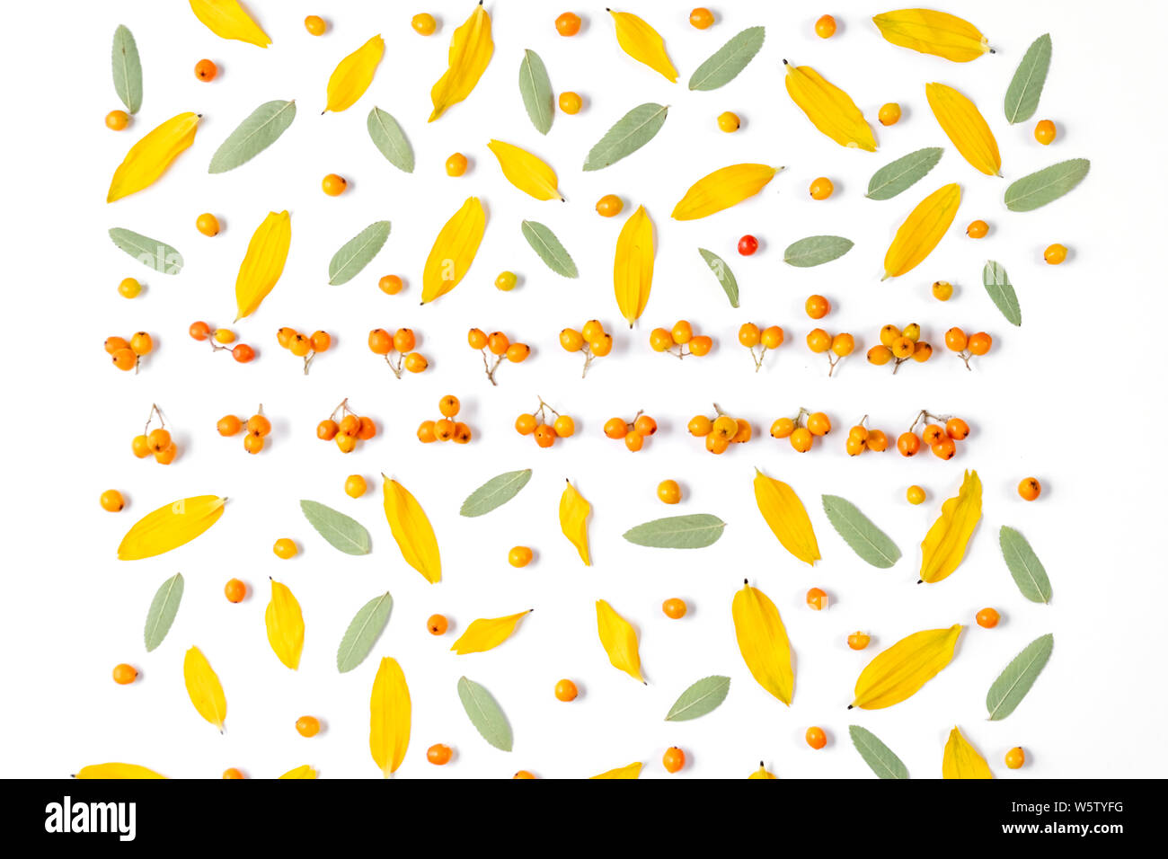 Autumn composition. Pattern made of leaves and rowan on white ...