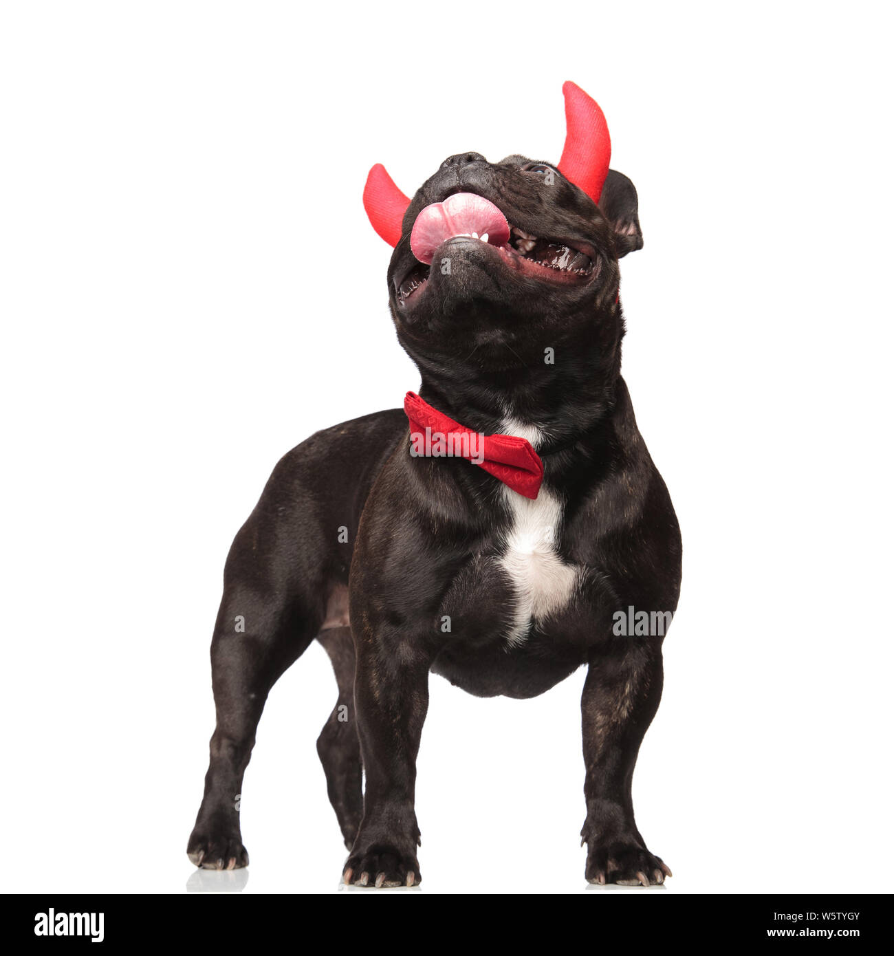 cute stylish french bulldog dressed as the devil looks up to side while ...