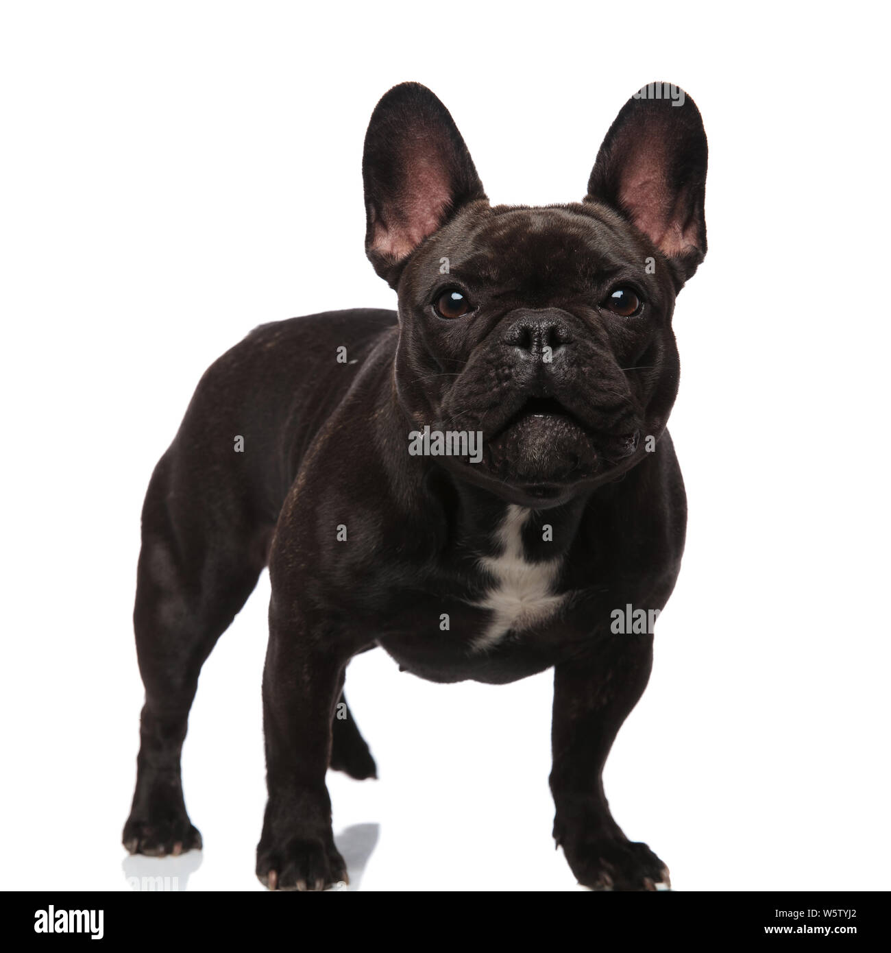 lovely french bulldog standing on white background and looking ...