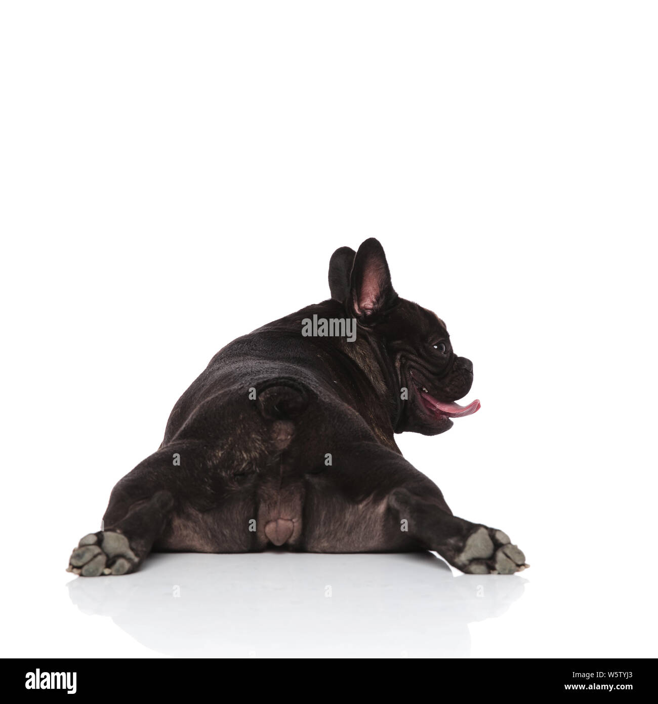 back view of funny bulldog looking to side while lying on white ...