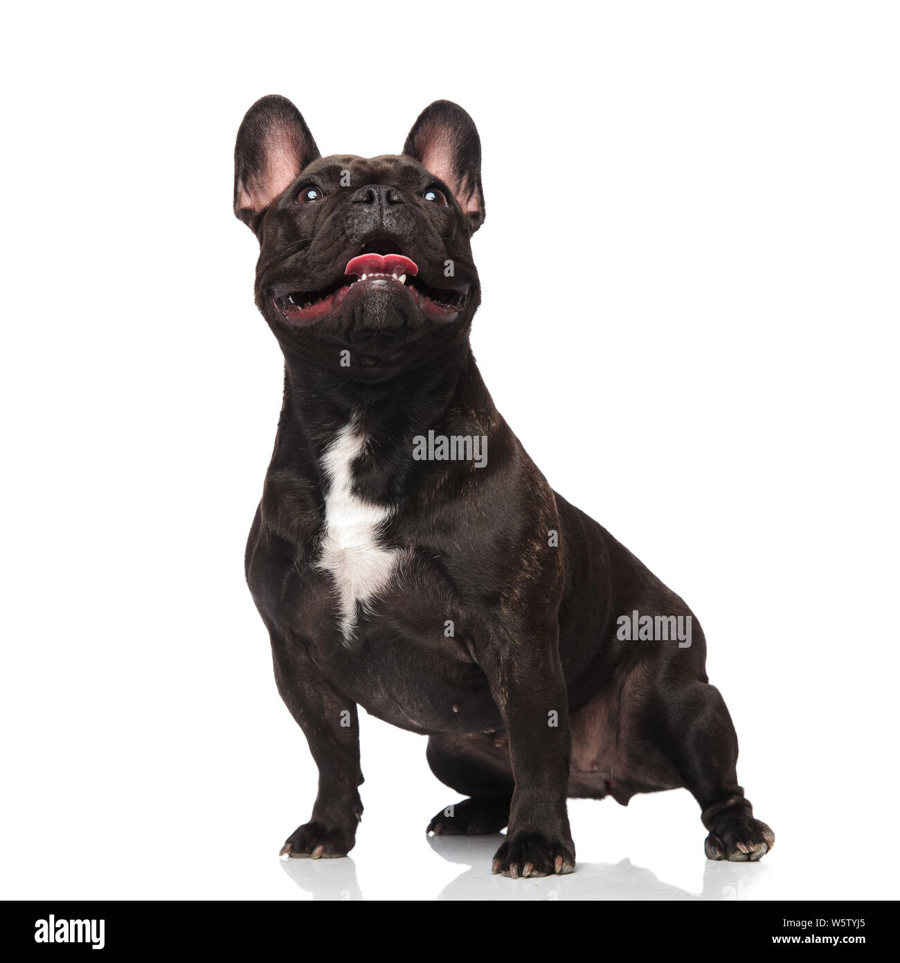 surprised french bulldog looks up with mouth open while standing on ...