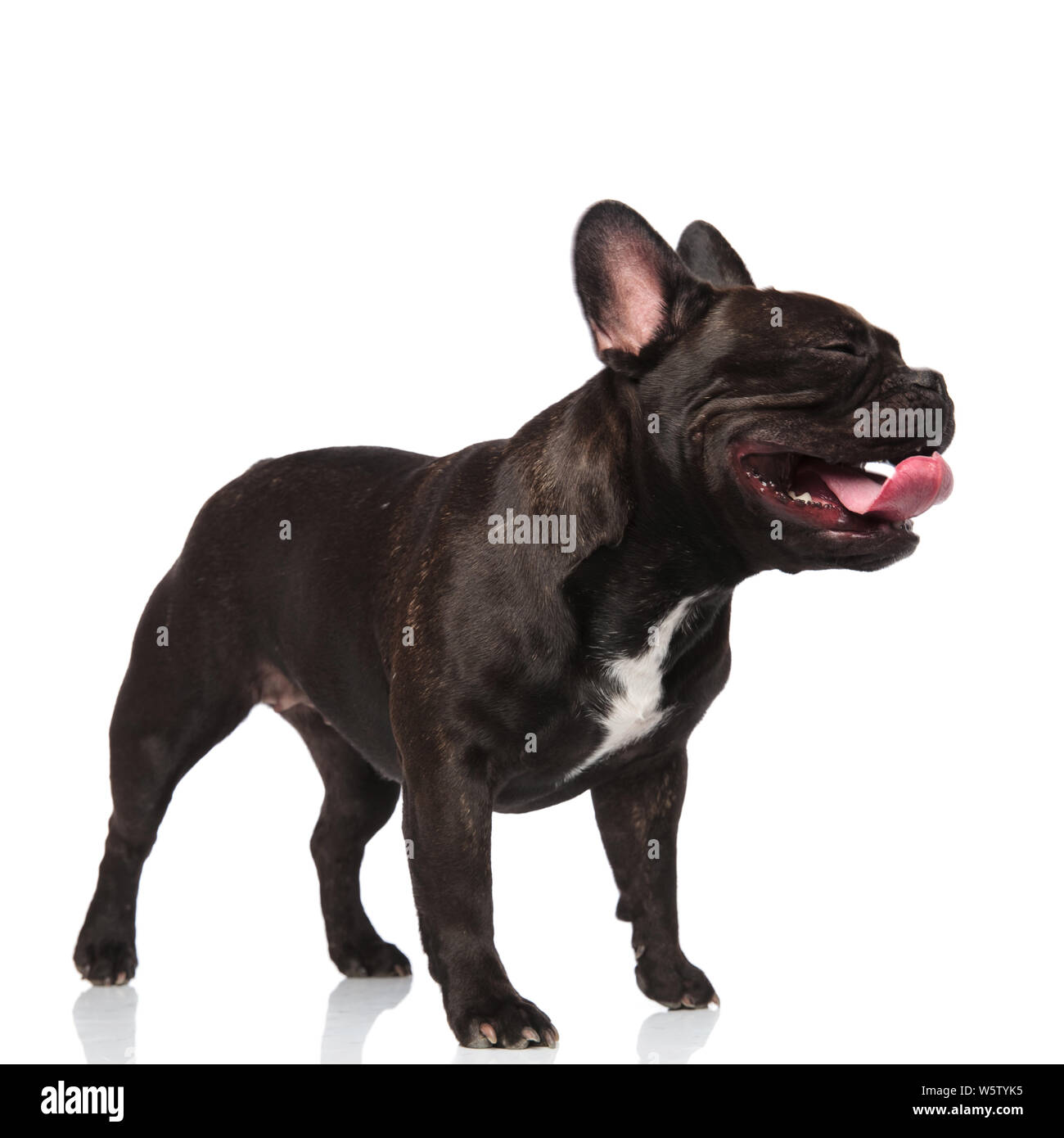 side view of adorable yawning french bulldog standing on white ...