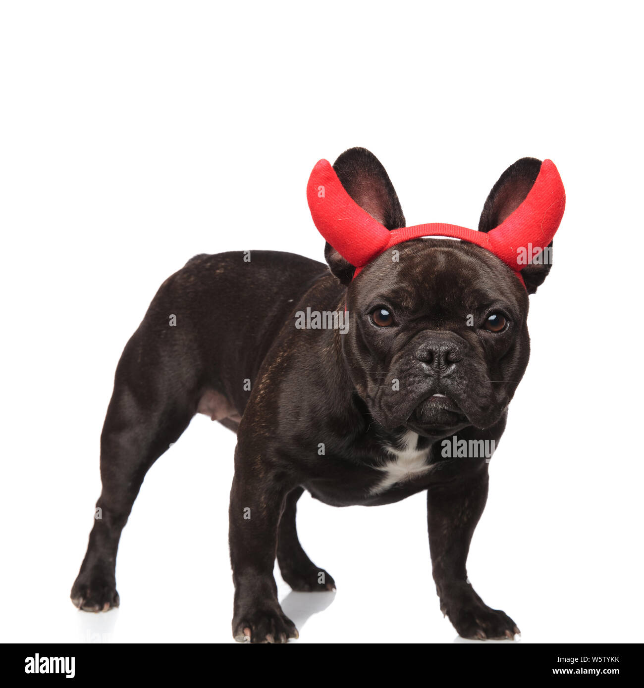 lovely black devil french bulldog with red horns standing on white ...