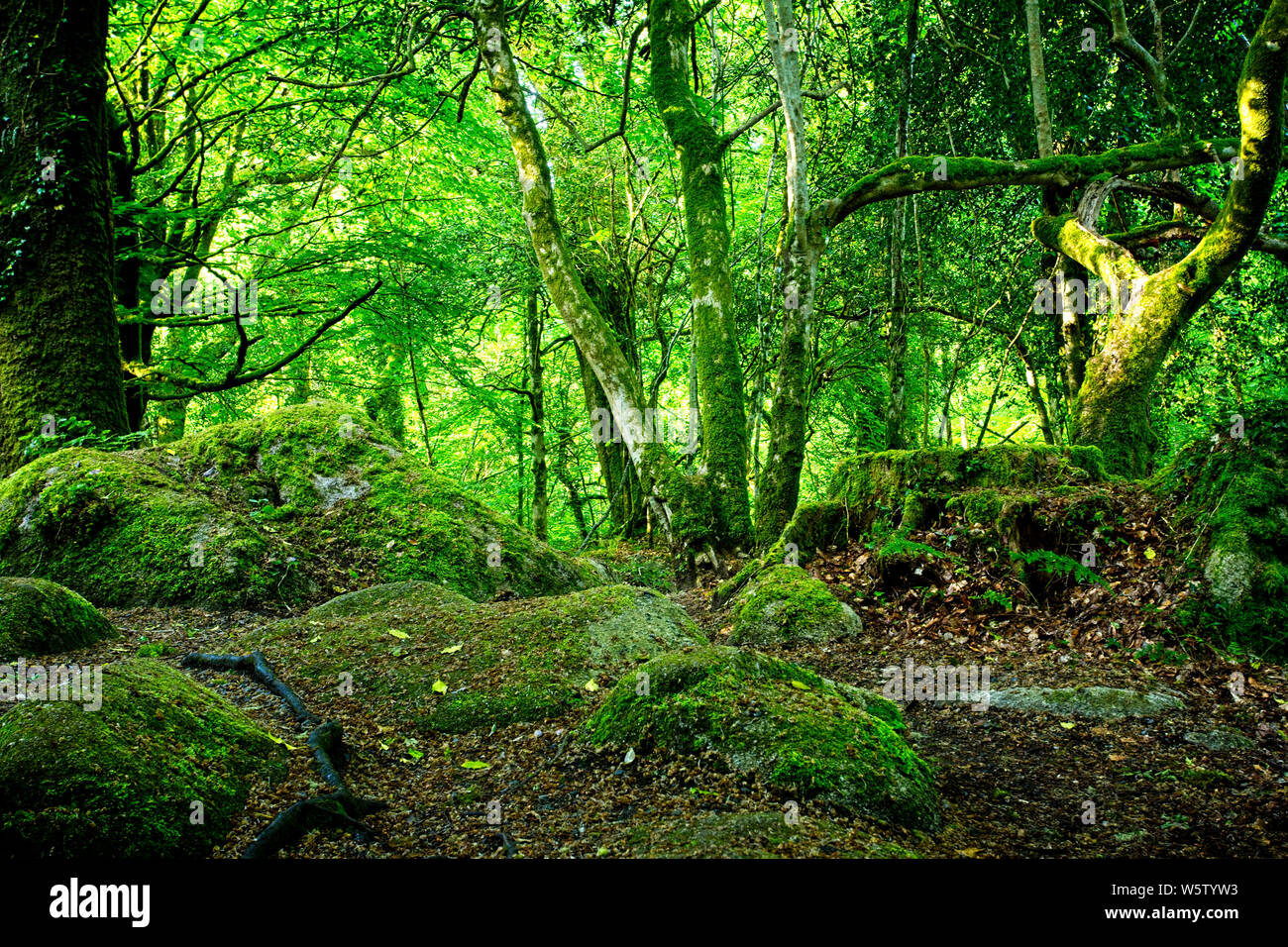 Mossy rocks in woodland, Manaton, Dartmoor National Park, Devon ...