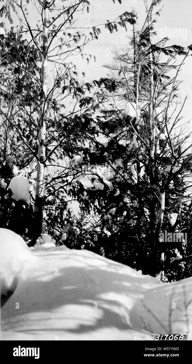 Photograph of Porcupine Damage on White Pine; Scope and content ...
