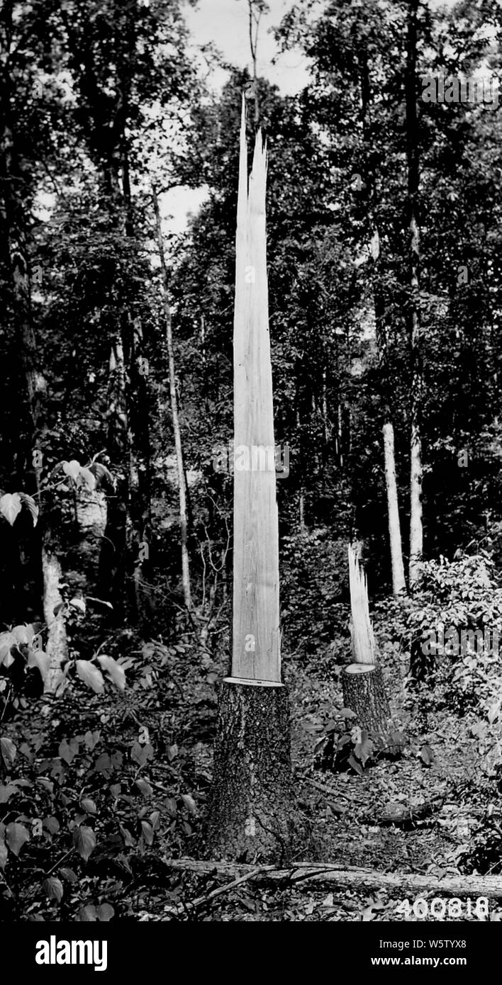 Photograph of Poor Felling Technique; Scope and content: Original ...
