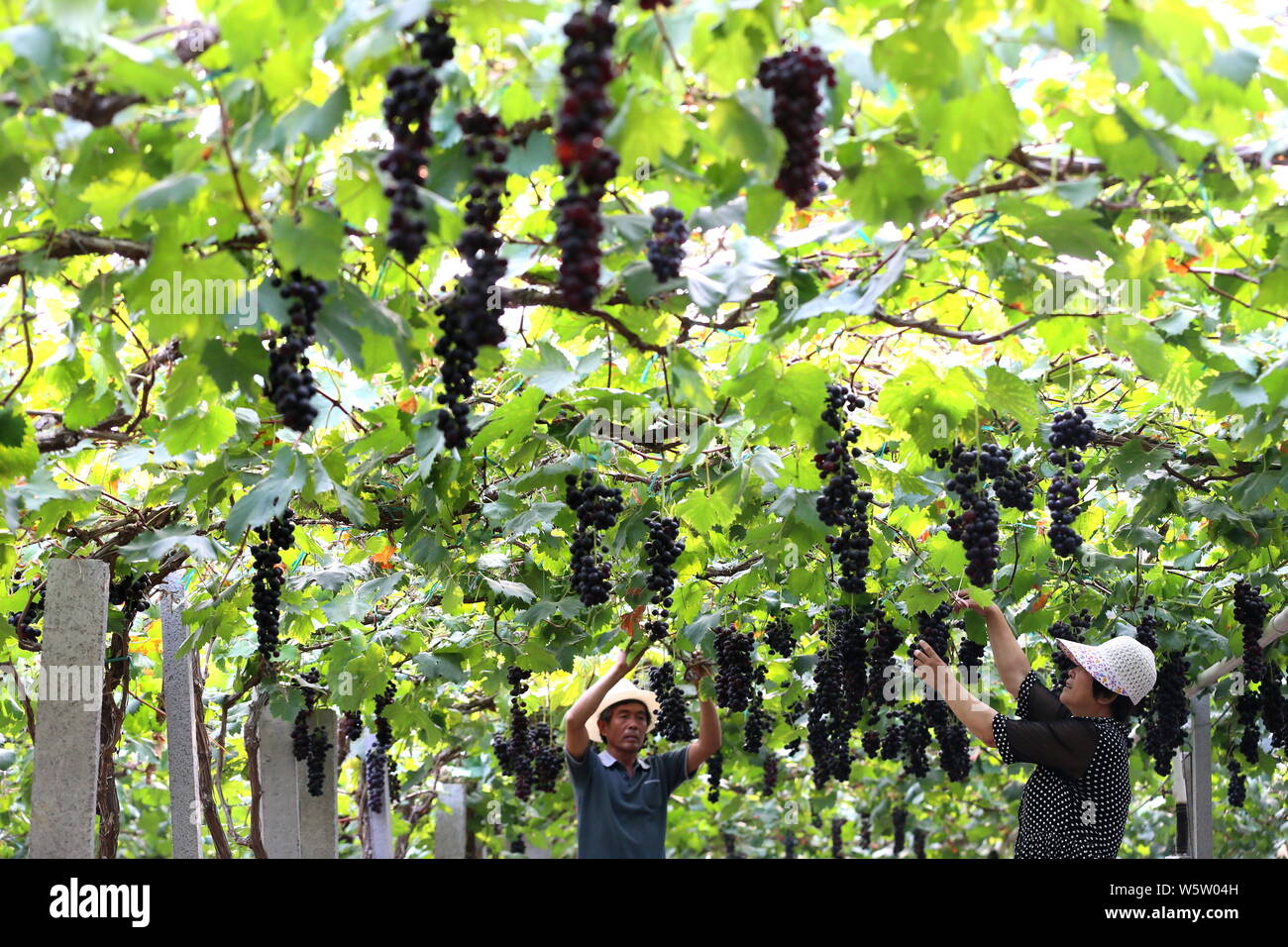 Grapes farming china hi-res stock photography and images - Alamy
