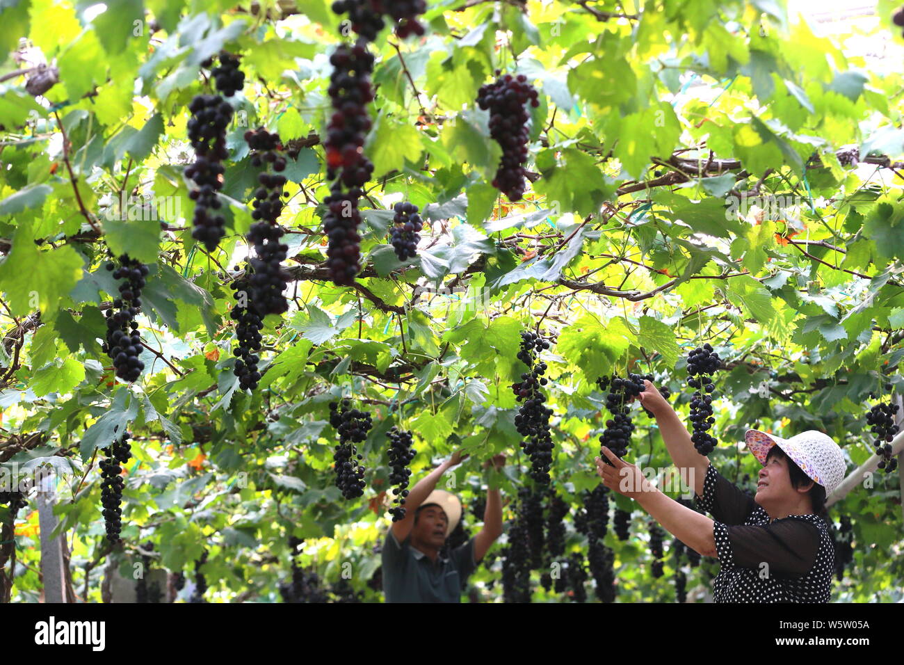 Grapes farming china hi-res stock photography and images - Alamy
