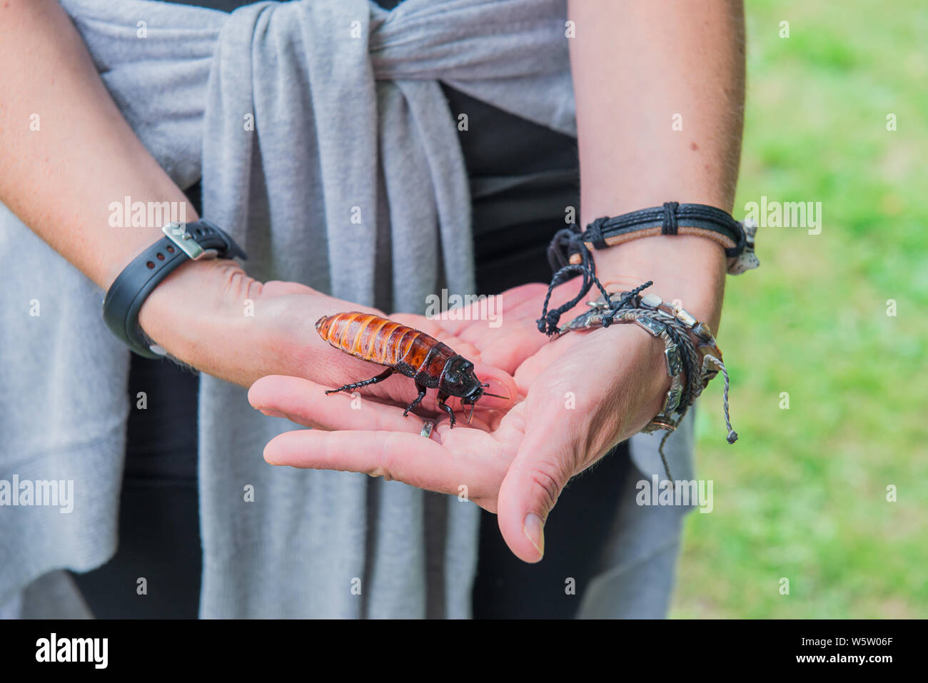 Unusual pets concept. Central American giant cave cockroach, Blaberus ...