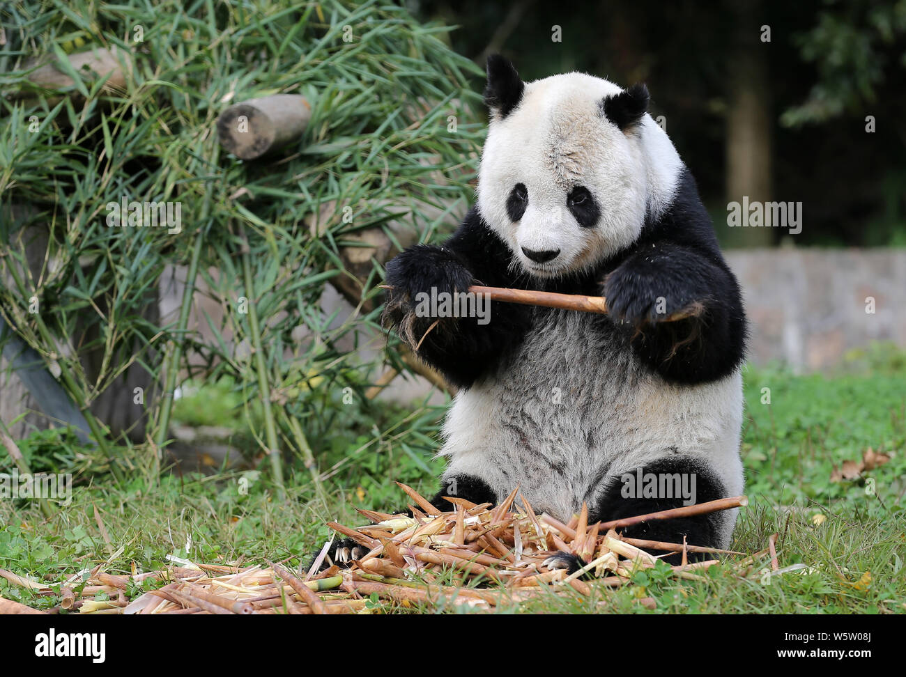 Senior giant panda Gao Gao, who finished his 15 years of sojourn at the ...