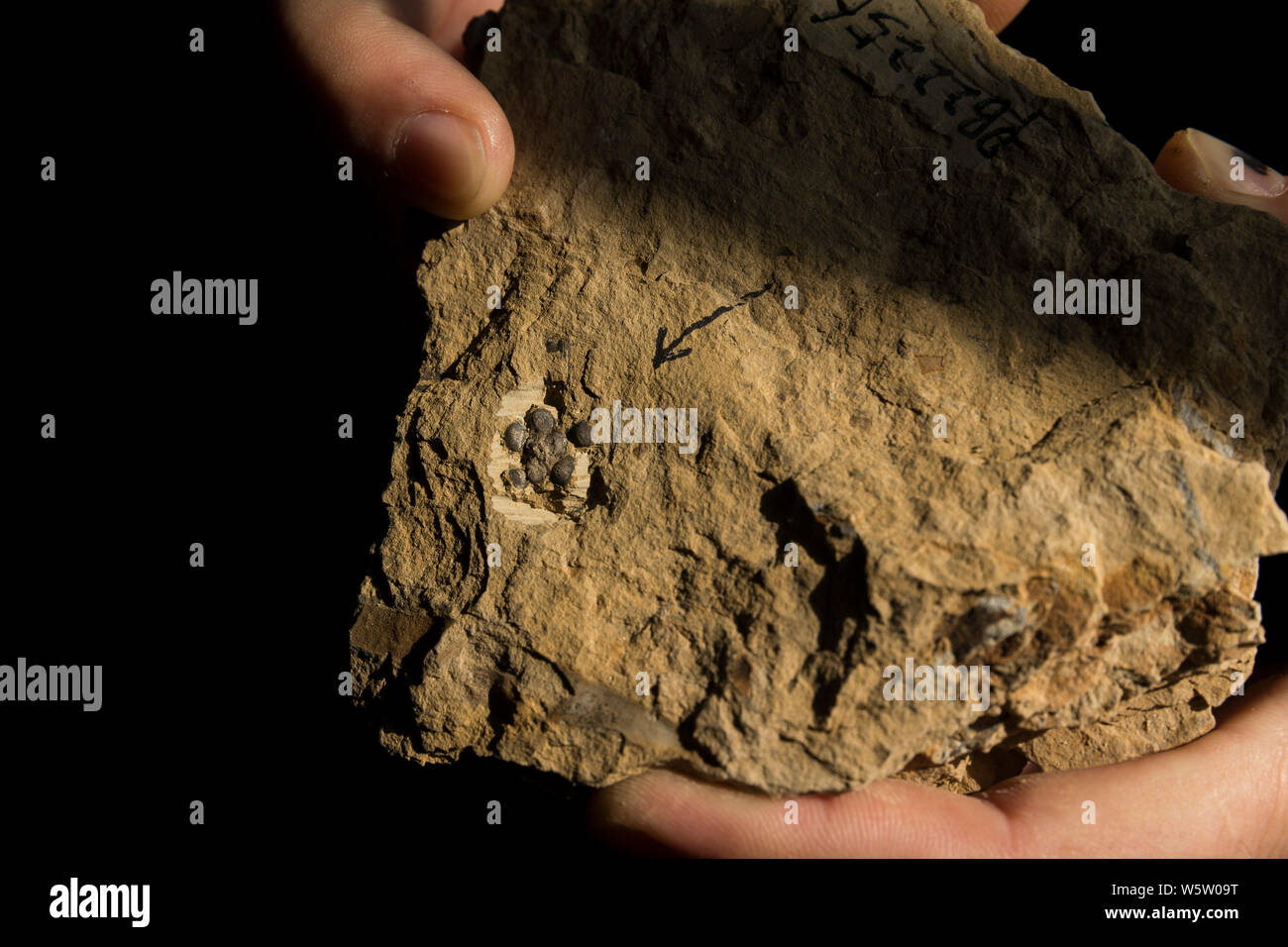 A Chinese scientist shows world's earliest fossil flowers from ...